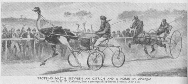 What kind of animals people ride (20 pics) - Izismile.com