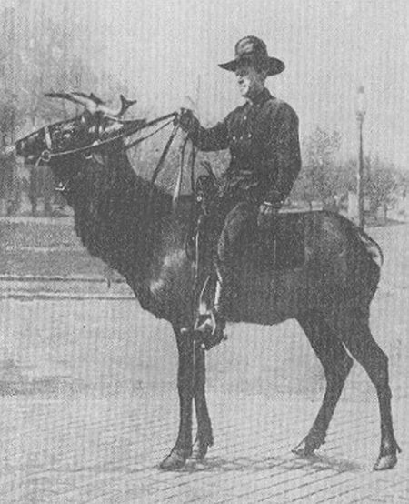 What kind of animals people ride (20 pics) - Izismile.com