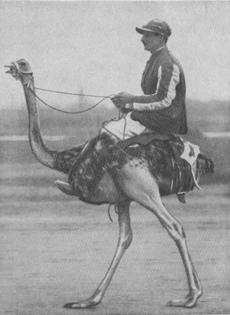What kind of animals people ride (20 pics) - Izismile.com