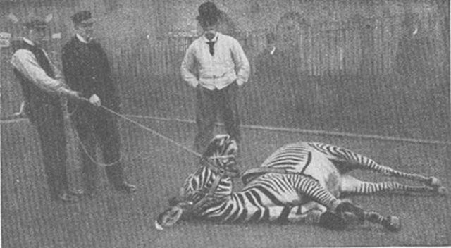 What kind of animals people ride (20 pics) - Izismile.com