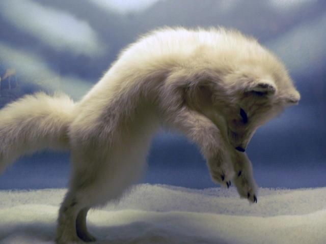 These funny foxes (20 pics) - Izismile.com