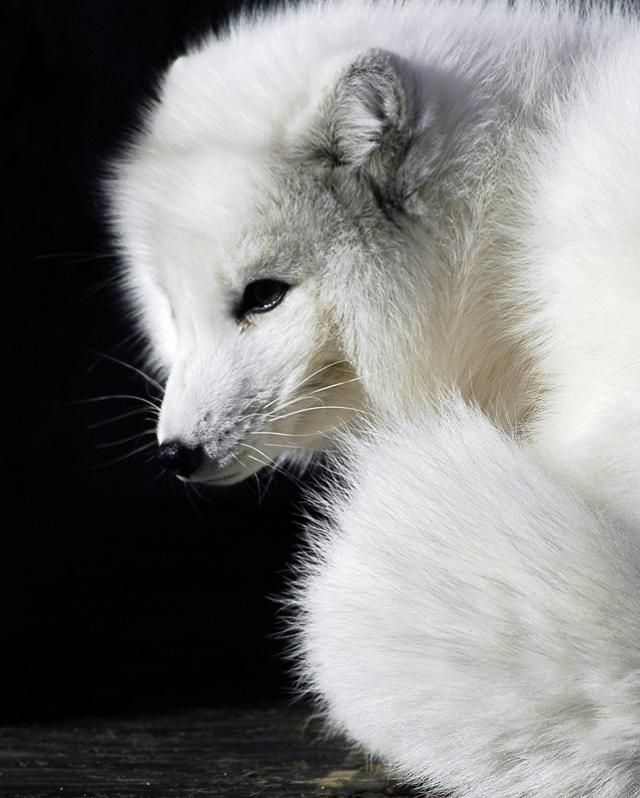 These funny foxes (20 pics) - Izismile.com