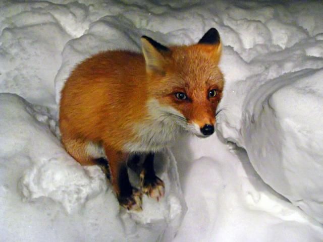 These funny foxes (20 pics) - Izismile.com
