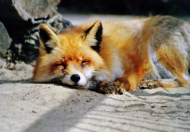 These funny foxes (20 pics) - Izismile.com