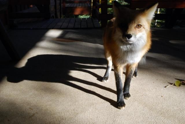 These funny foxes (20 pics) - Izismile.com