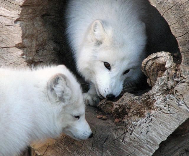 These funny foxes (20 pics) - Izismile.com