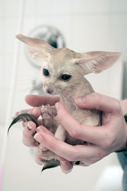 These funny foxes (20 pics) - Izismile.com