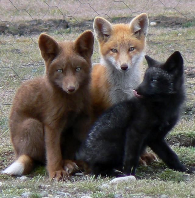 These funny foxes (20 pics) - Izismile.com