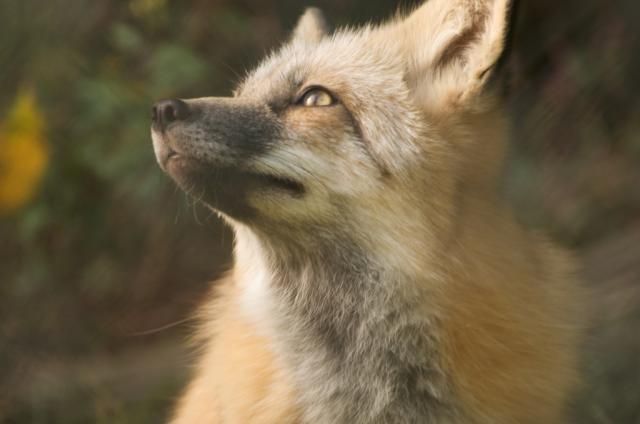 These funny foxes (20 pics) - Izismile.com