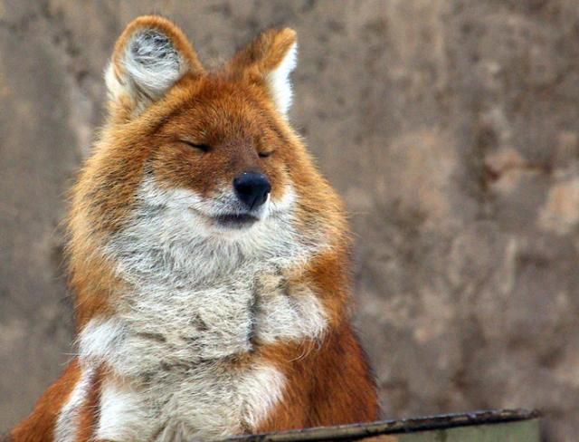 These funny foxes (20 pics) - Izismile.com
