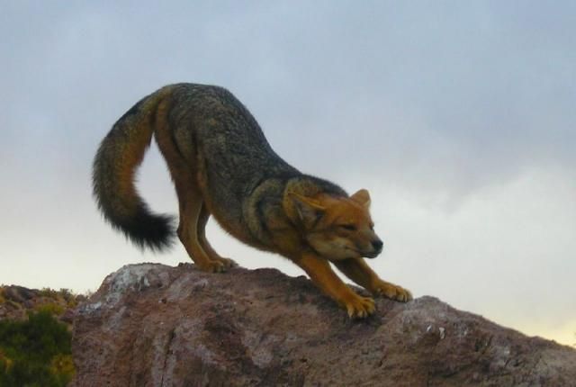 These funny foxes (20 pics) - Izismile.com