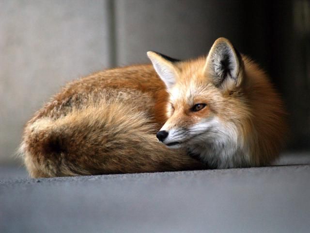 These funny foxes (20 pics) - Izismile.com