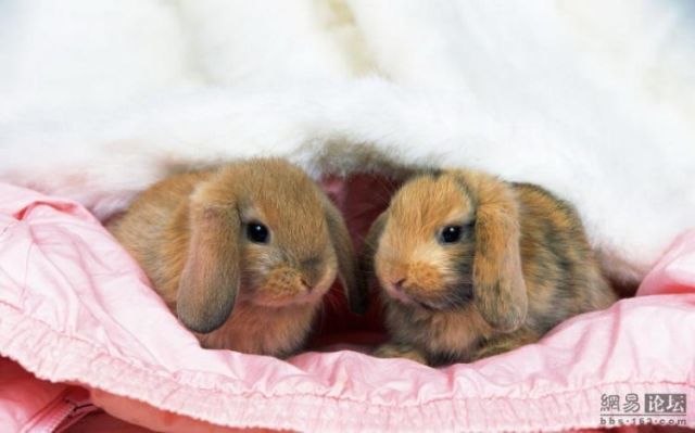 Cute little bunnies (21 pics) - Izismile.com