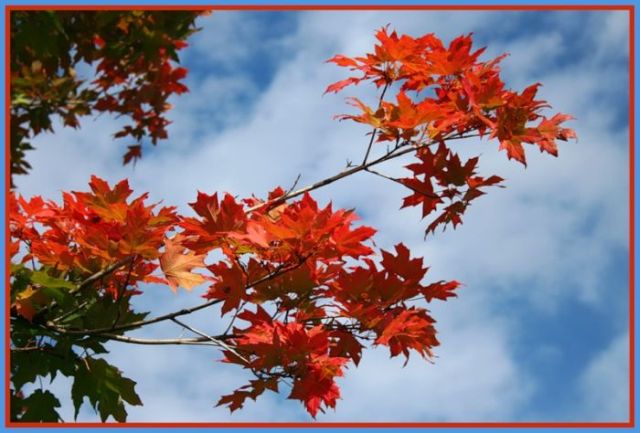 Beautiful autumn-themed pictures (40 pics) - Izismile.com