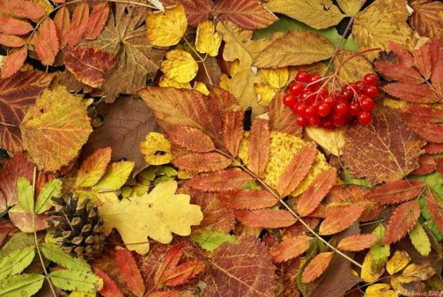 Beautiful autumn-themed pictures (40 pics) - Izismile.com