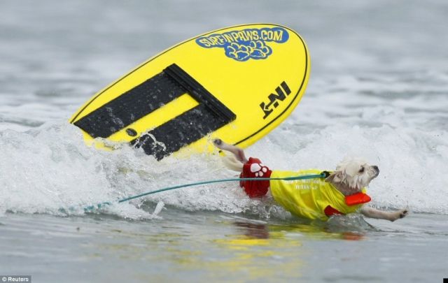 Surfing dogs (9 pics) - Izismile.com