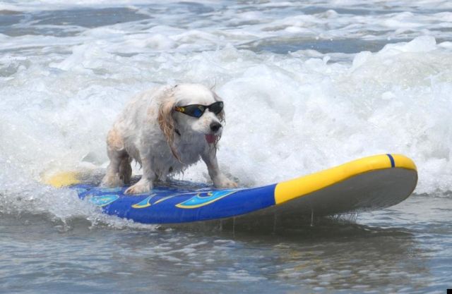Surfing dogs (9 pics) - Izismile.com