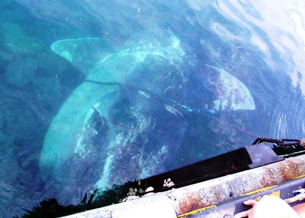 Ocean sunfish (15 pics) - Izismile.com