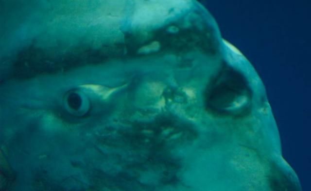 Ocean sunfish (15 pics) - Izismile.com