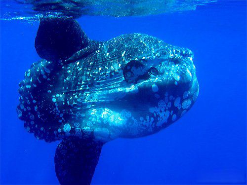 Ocean sunfish (15 pics) - Izismile.com