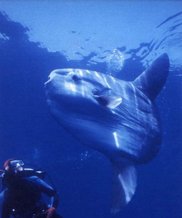 Ocean sunfish (15 pics) - Izismile.com