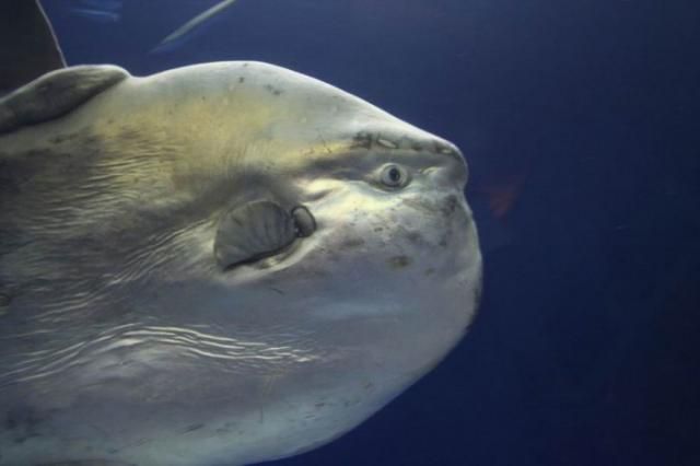 Ocean sunfish (15 pics) - Izismile.com