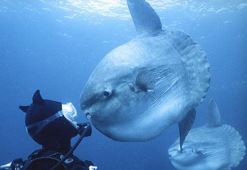 Ocean sunfish (15 pics) - Izismile.com