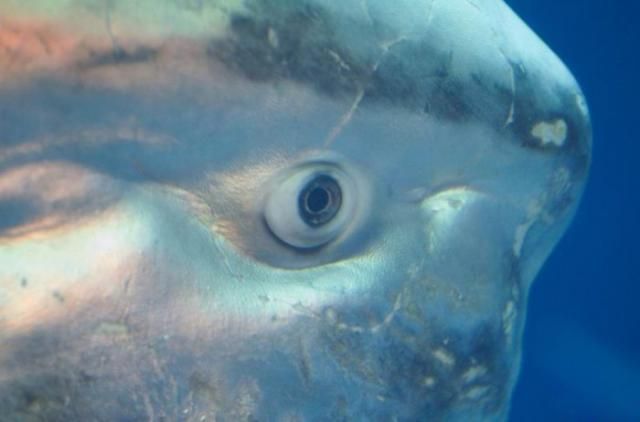 Ocean sunfish (15 pics) - Izismile.com
