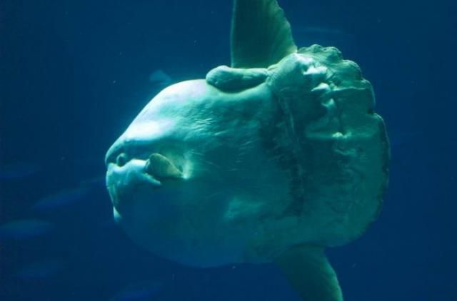 Ocean sunfish (15 pics) - Izismile.com