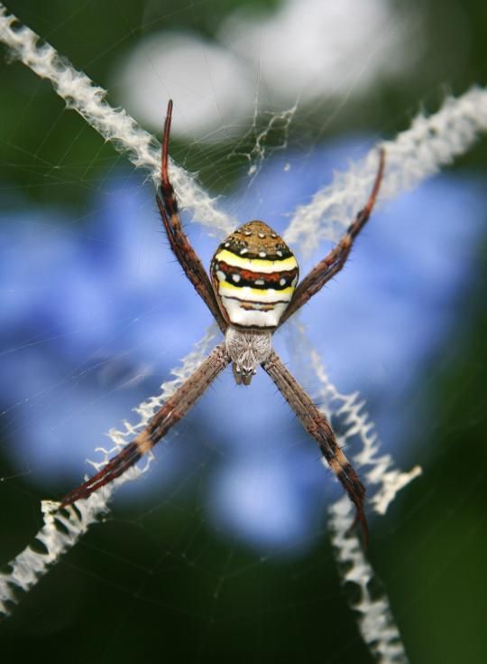 Spiders decorating their own webs (12 pics) - Izismile.com