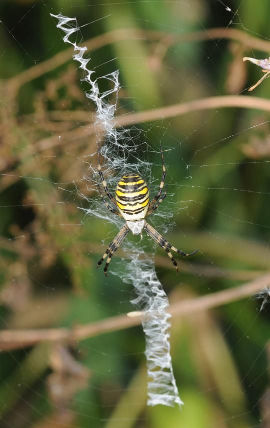 Spiders decorating their own webs (12 pics) - Izismile.com