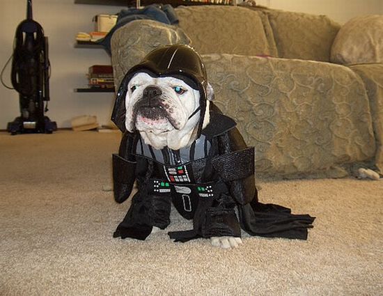 Dogs wearing Star Wars costumes (24 pics) - Izismile.com