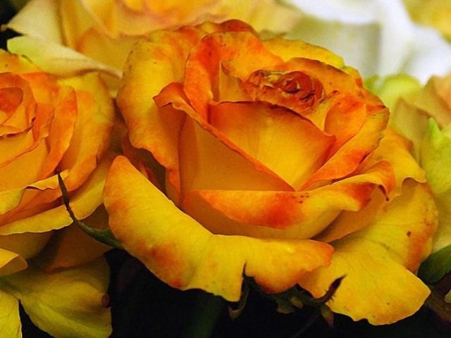 Beautiful yellow roses (32 pics) - Izismile.com