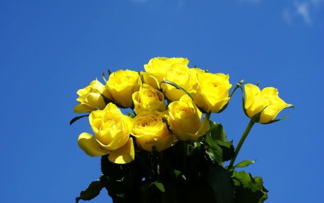 Beautiful yellow roses (32 pics) - Izismile.com