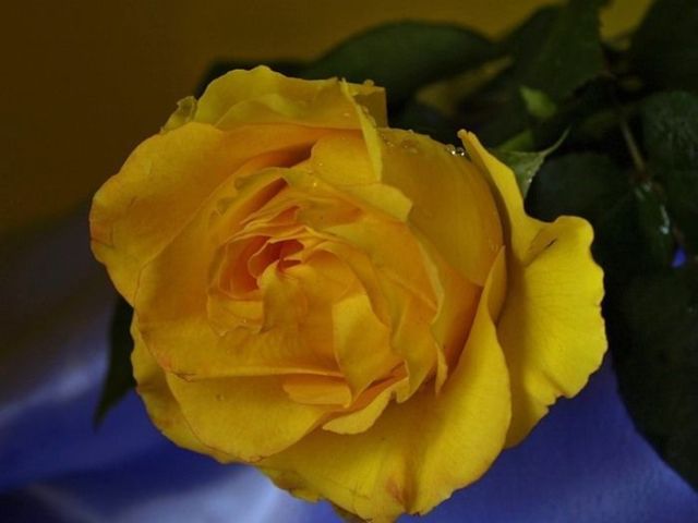 Beautiful yellow roses (32 pics) - Izismile.com