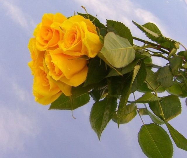 Beautiful yellow roses (32 pics) - Izismile.com