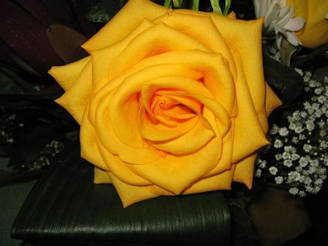 Beautiful yellow roses (32 pics) - Izismile.com