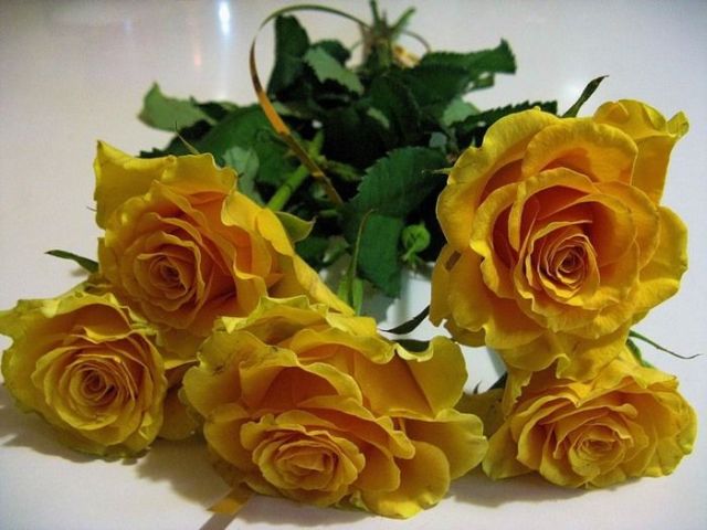 Beautiful yellow roses (32 pics) - Izismile.com