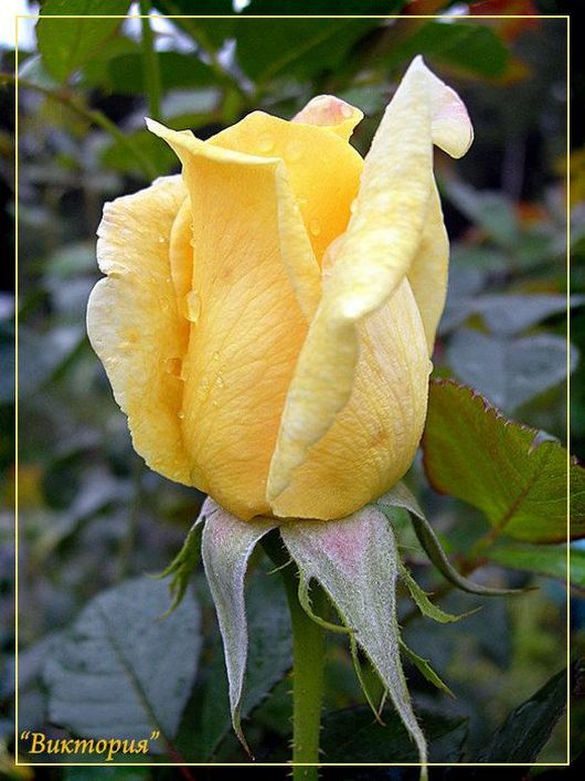 Beautiful yellow roses (32 pics) - Izismile.com