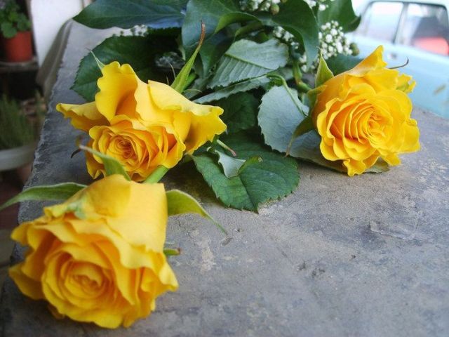 Beautiful yellow roses (32 pics) - Izismile.com