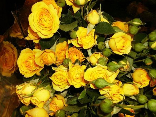 Beautiful yellow roses (32 pics) - Izismile.com