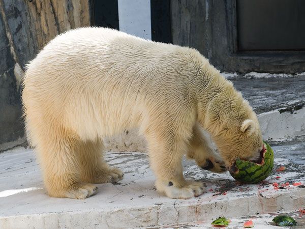 Polar bear and a watermelon (12 pics) - Izismile.com
