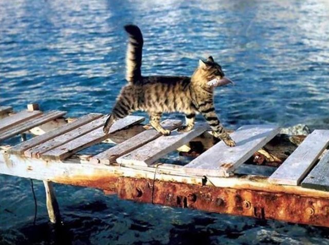 Fierce predators (15 pics) - Izismile.com