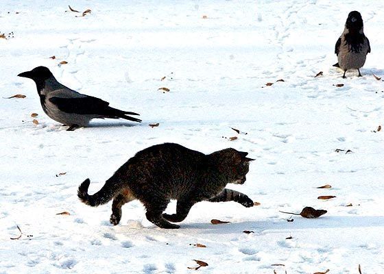 Fierce predators (15 pics) - Izismile.com