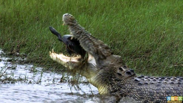 Crocodiles, they can kill anything (8 pics) - Izismile.com