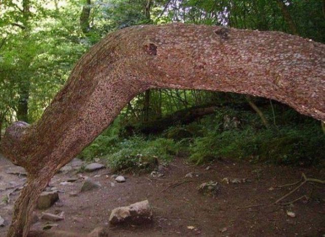 Wish tree in England (12 pics) - Izismile.com