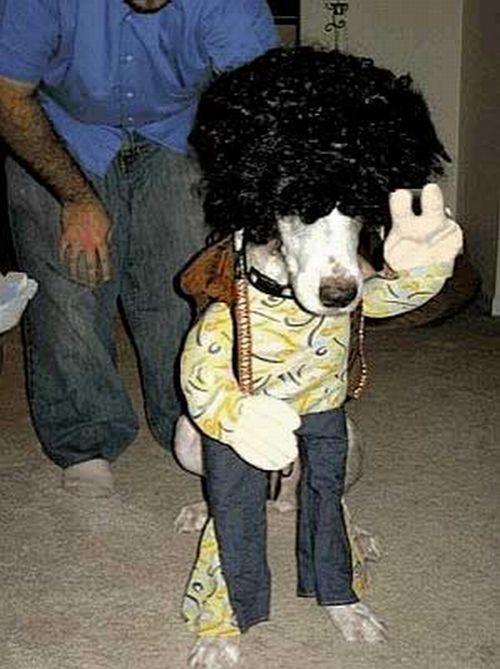 Crazy Halloween costumes for dogs (17 pics) - Izismile.com