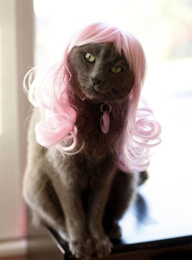 Wigs for cats (8 pics) - Izismile.com