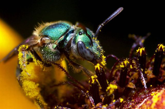 Extreme Close-Ups of Insects’ Eyes (18 pics) - Izismile.com