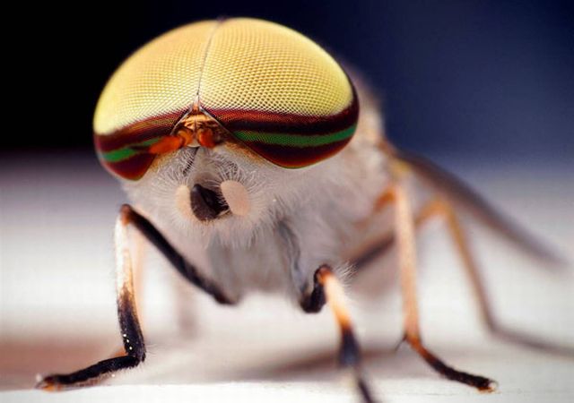 Extreme Close-Ups of Insects’ Eyes (18 pics) - Izismile.com
